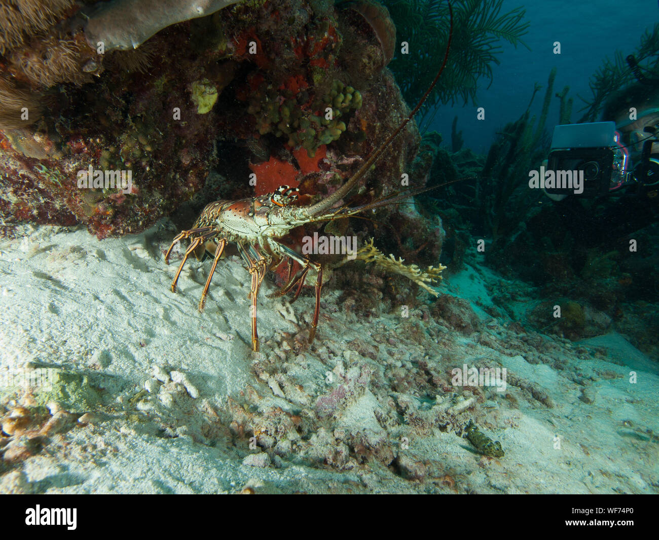 underwater Caribbean Spiny lobster (Panulirus argus) inhabits tropical ...