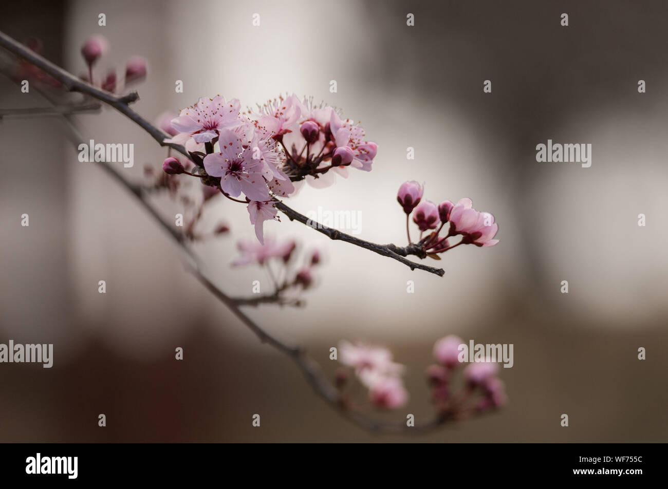 Canberra, Australia. 30th Aug, 2019. Photo shows cherry blossoms at the ...