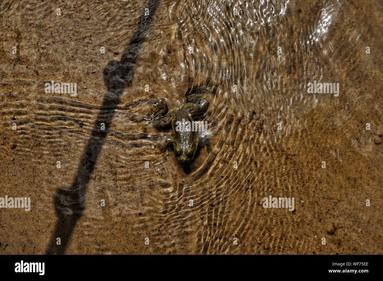 Frog in river hi-res stock photography and images - Alamy