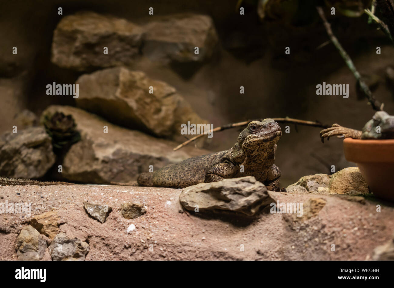 The Blue spiny lizard (sceloporus cyanogenys Stock Photo - Alamy