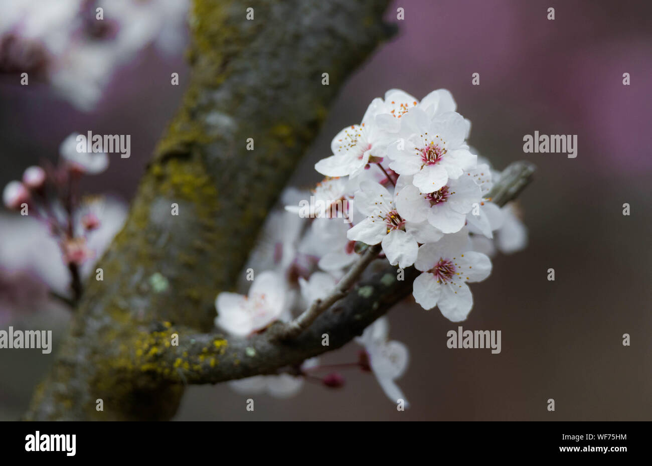 Canberra, Australia. 30th Aug, 2019. Photo shows cherry blossoms at the ...