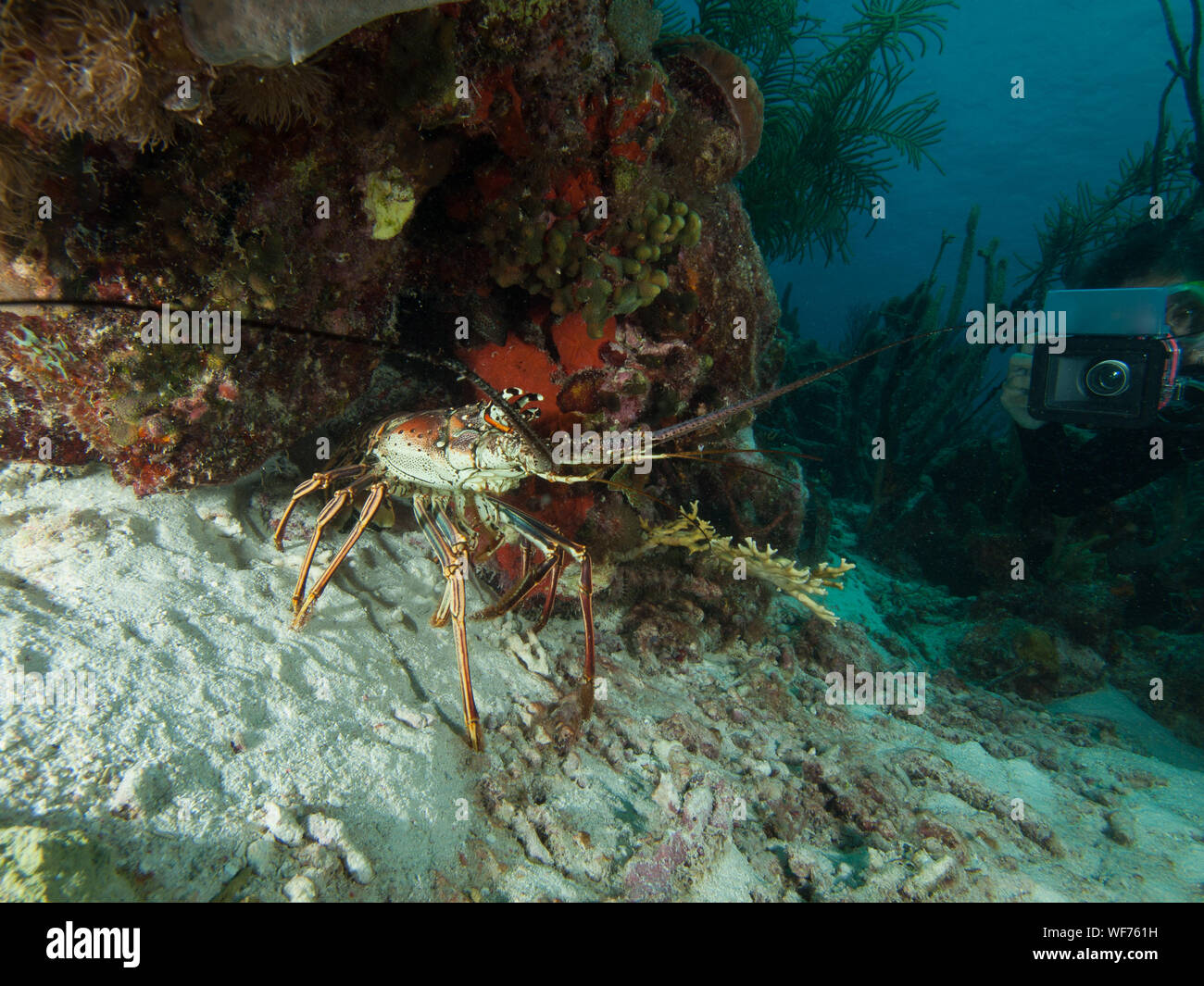 Caribbean spiny lobster panulirus argus hi-res stock photography and ...