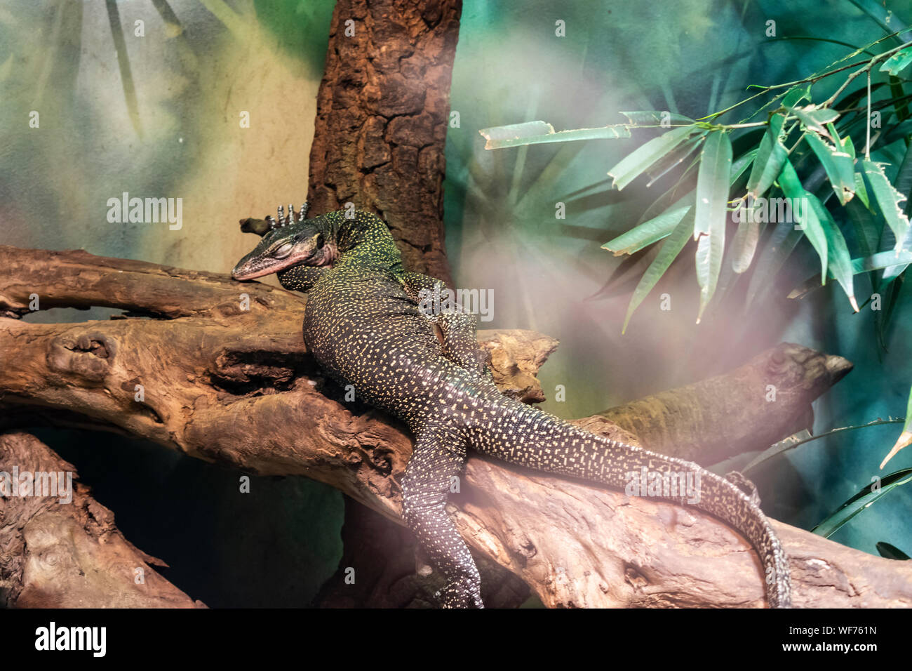 The peach-throated monitor (Varanus jobiensis) is a species of monitor ...