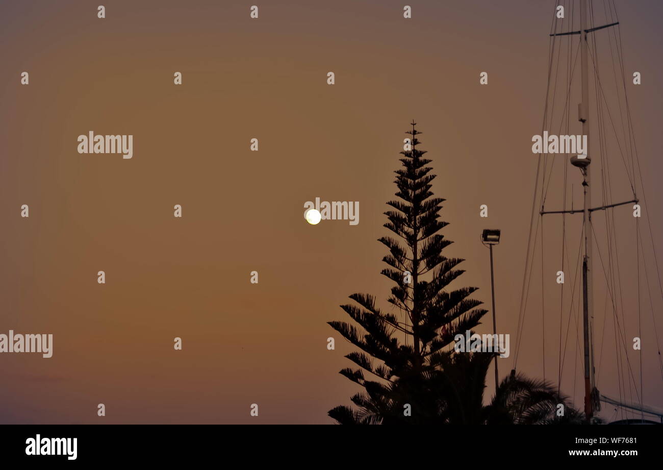 Mast tree hi-res stock photography and images - Alamy