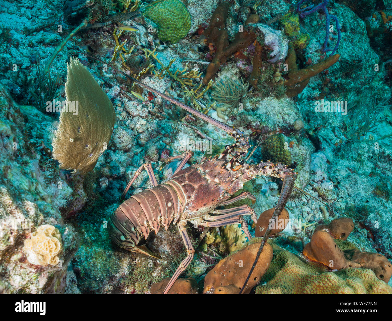 underwater Caribbean Spiny lobster (Panulirus argus) inhabits tropical ...