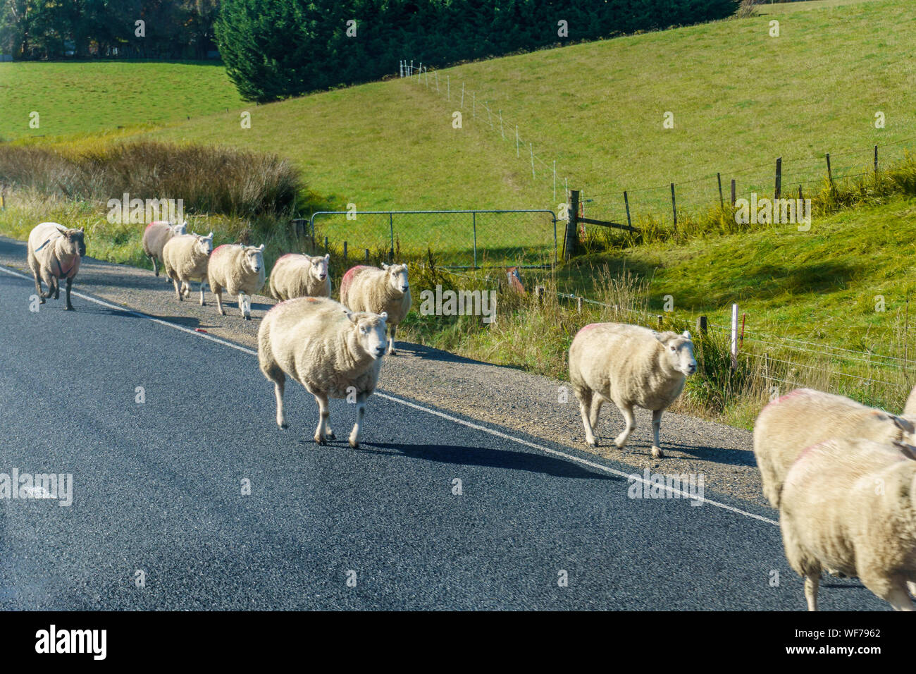 Sheep Walking Roadside High Resolution Stock Photography and Images - Alamy