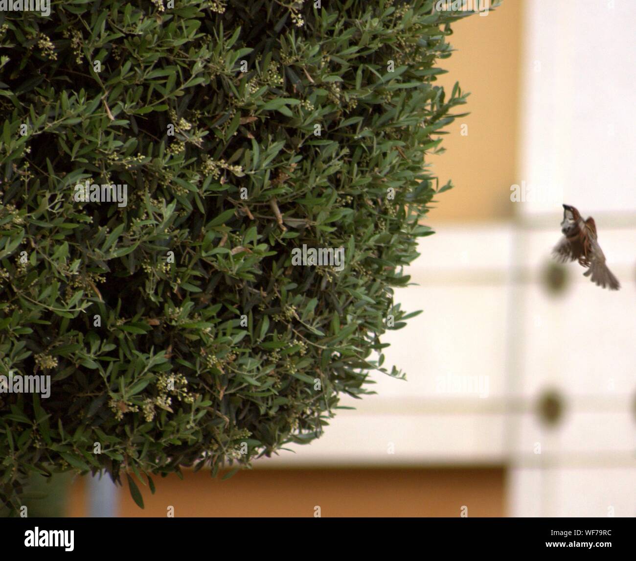 Flying plant hi-res stock photography and images - Alamy