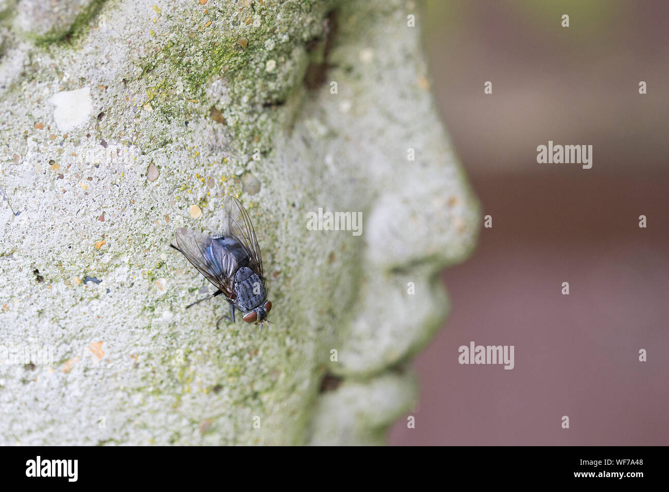 Fly insect face hi-res stock photography and images - Alamy