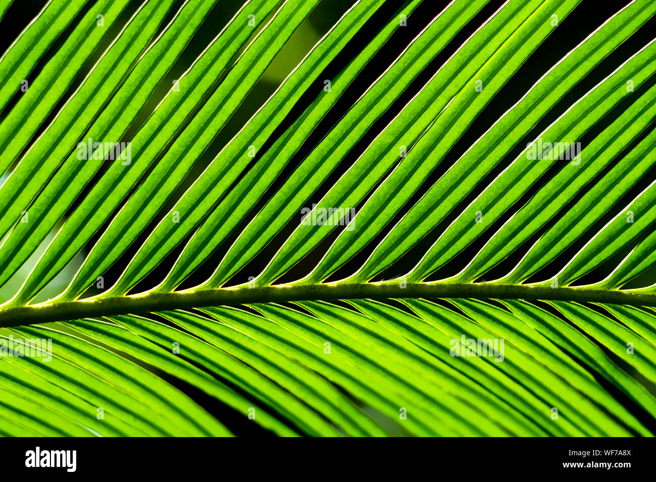 The fronds, pinnately compound leaves of Cycas revoluta Thunb plant ...
