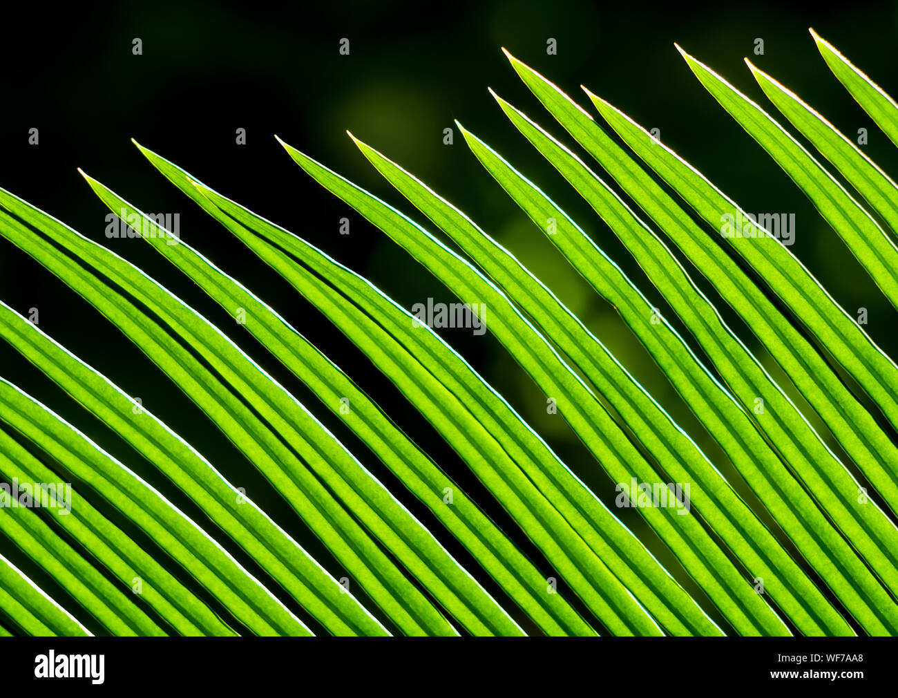 Pinnately compound leaves hi-res stock photography and images - Alamy