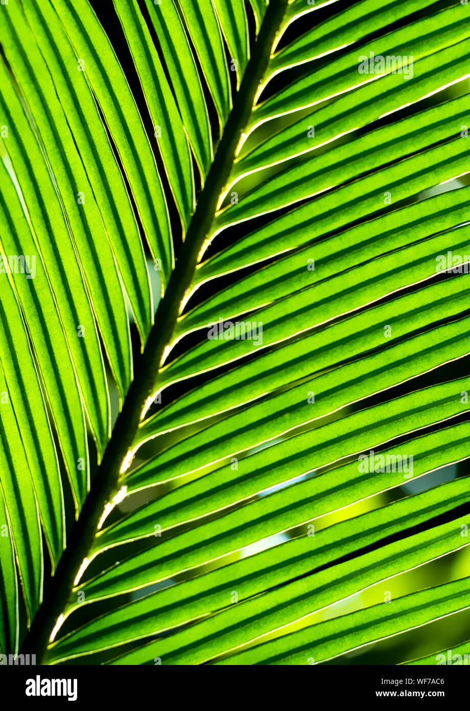 The fronds, pinnately compound leaves of Cycas revoluta Thunb plant ...