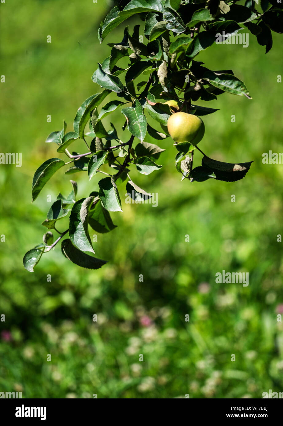 Plant life on tree hi-res stock photography and images - Alamy