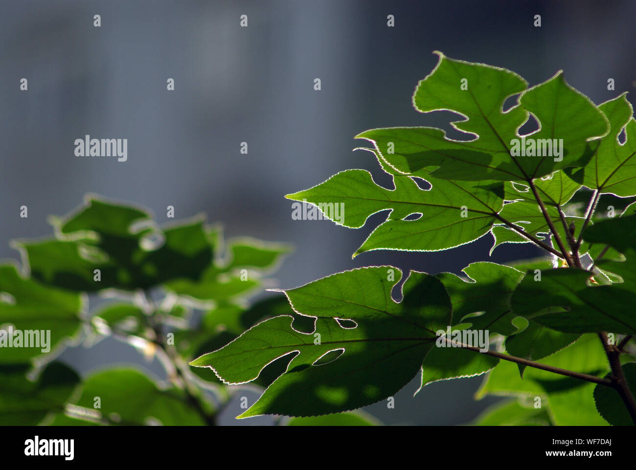 Rim light on plant hi-res stock photography and images - Alamy