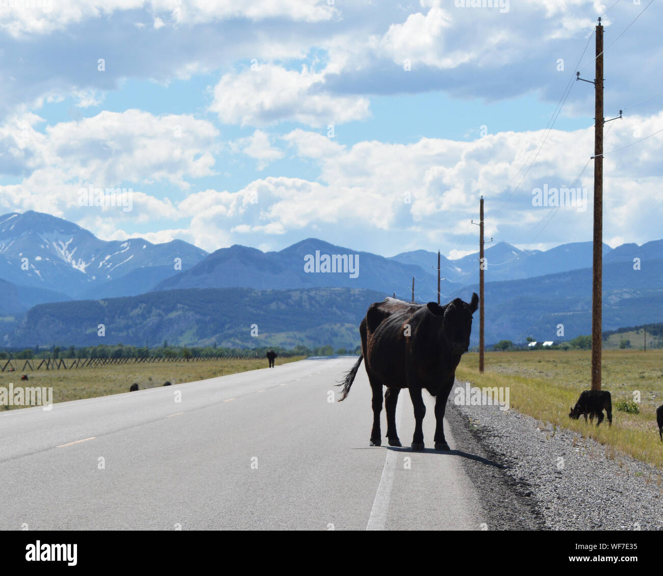 Highway 89 Cow Stock Photo - Alamy