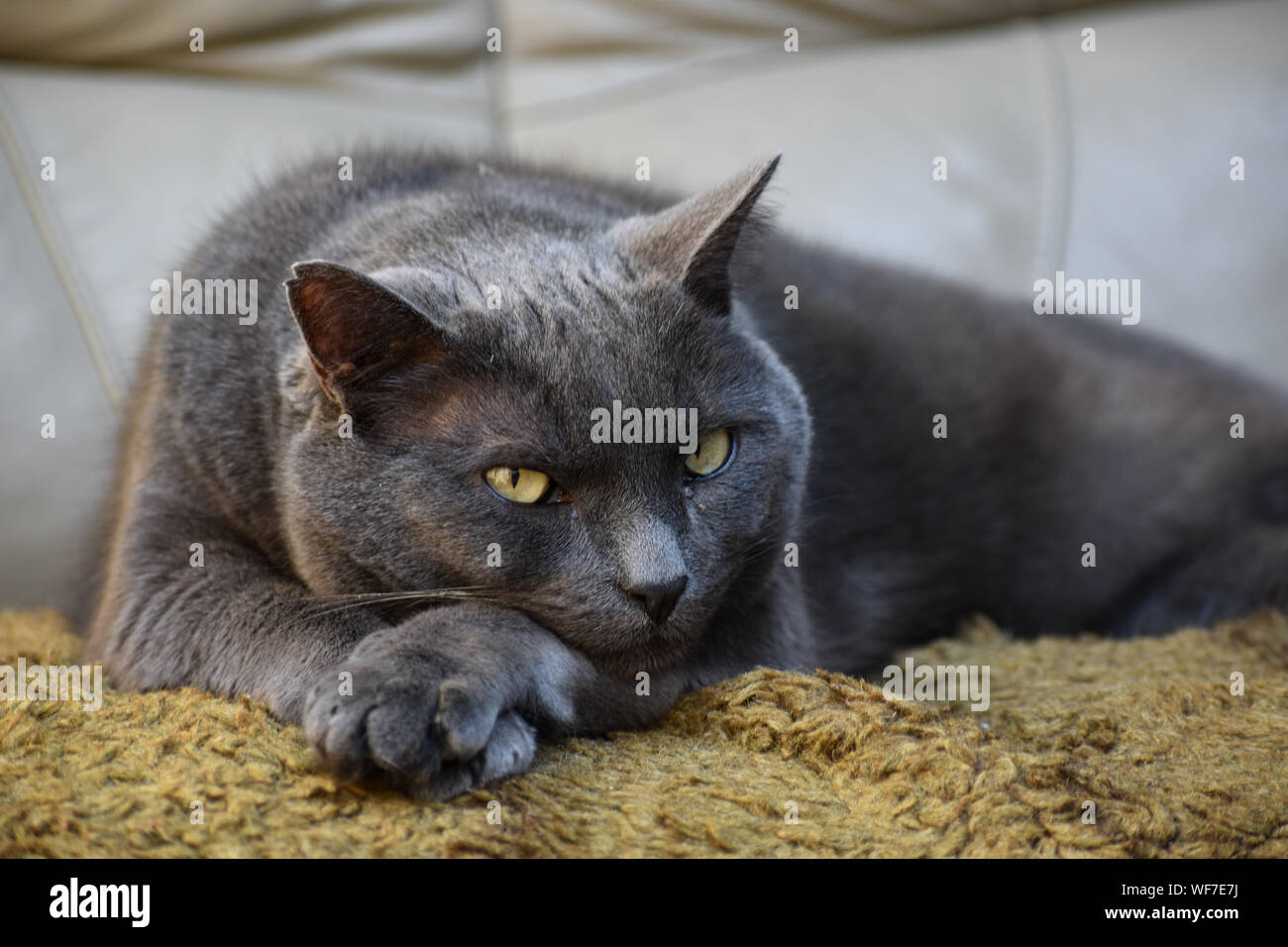 Russian Blue Cat Stock Photo - Alamy