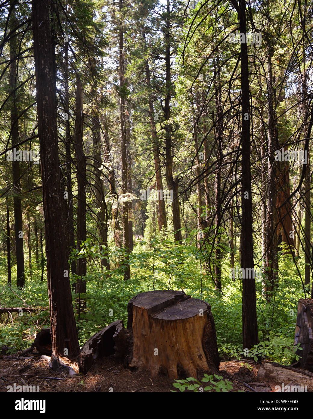 Big Trees Stump Stock Photo - Alamy