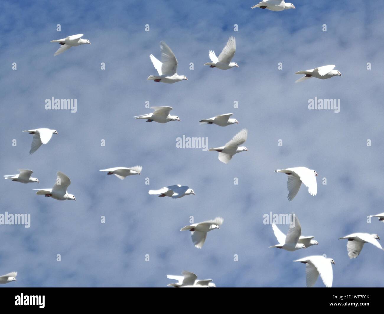 White birds flying hi-res stock photography and images - Alamy