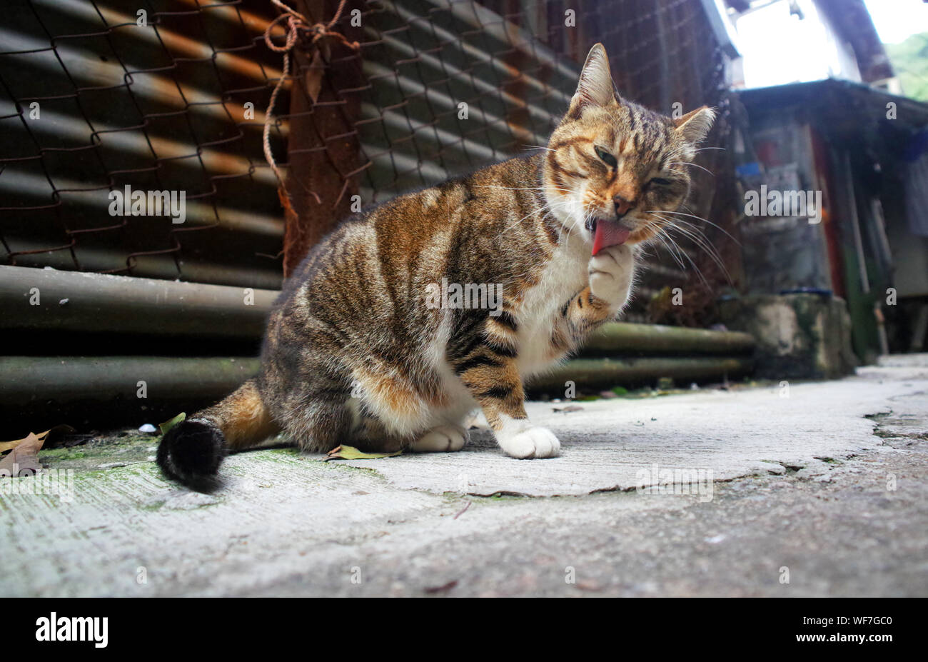 Cat pathway hi-res stock photography and images - Alamy