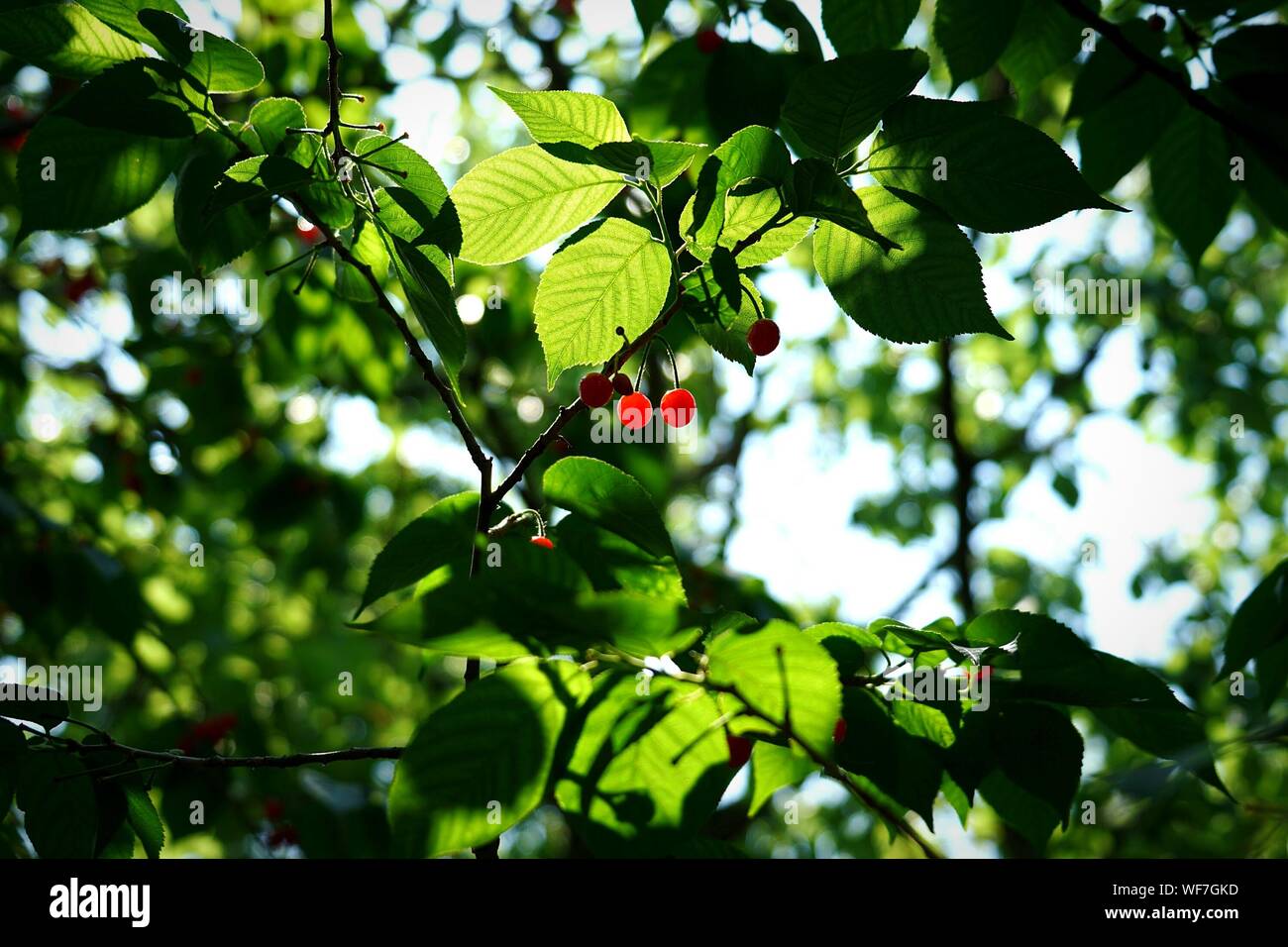 Cherry tree fruit tree hi-res stock photography and images - Alamy