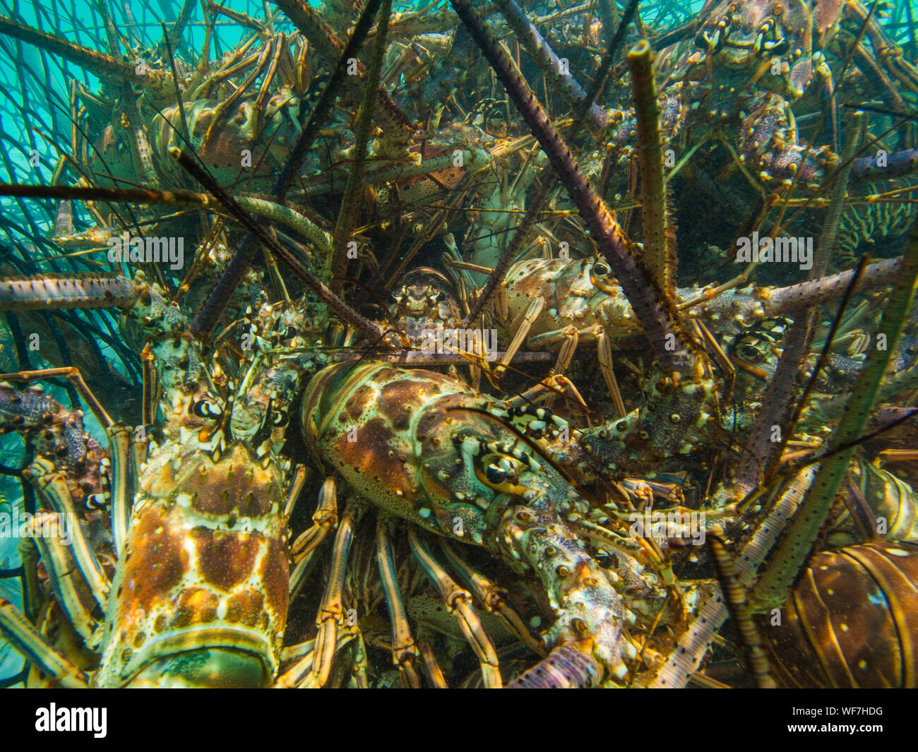 Arthropod Caribbean Caribbean Sea, Spiny Lobster, Close-Up, - , Seafood ...