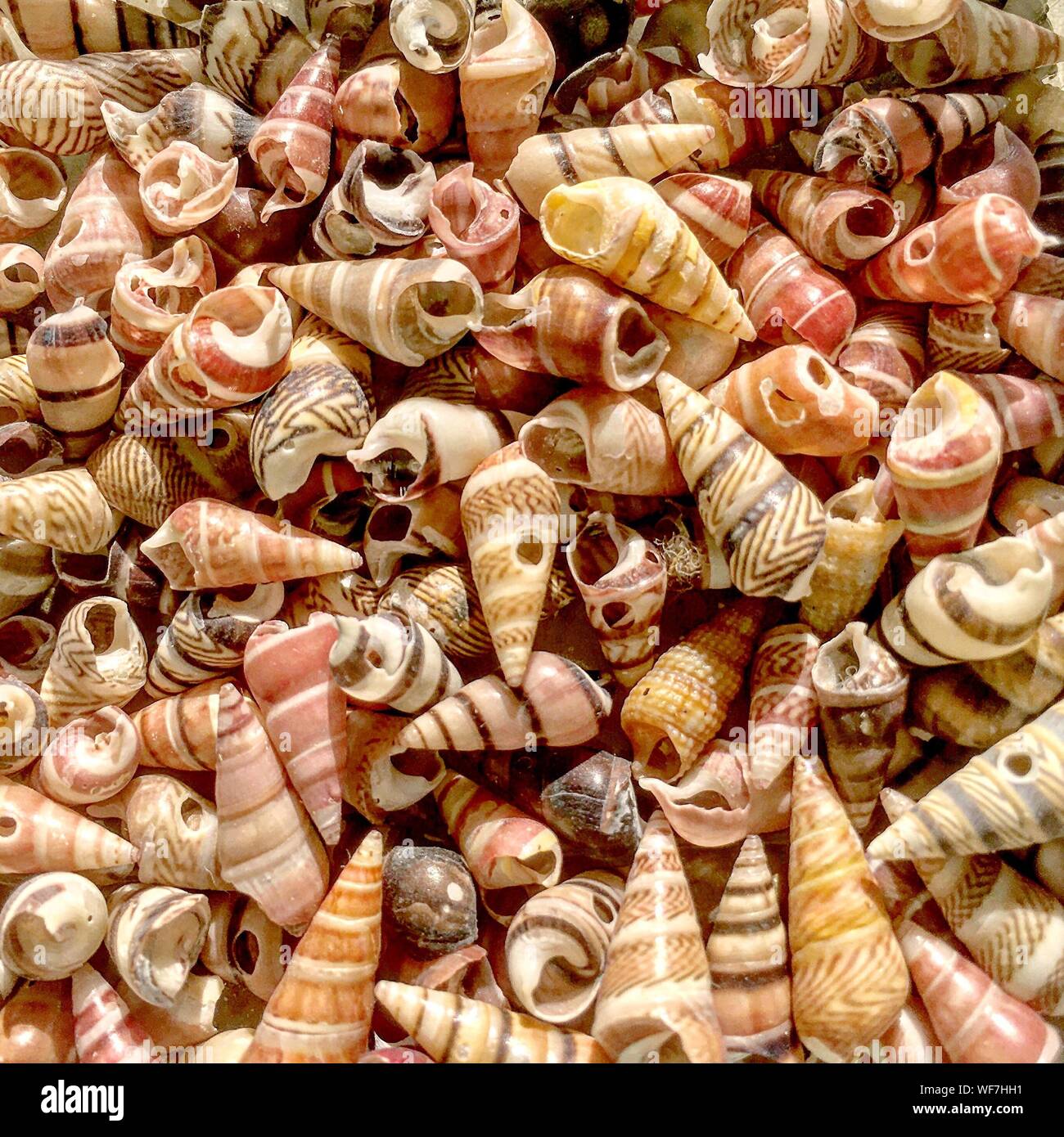 Pile of seashells hi-res stock photography and images - Alamy