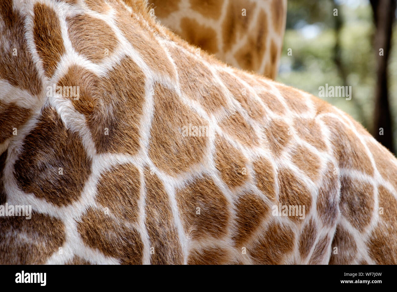 Full body giraffe hi-res stock photography and images - Alamy