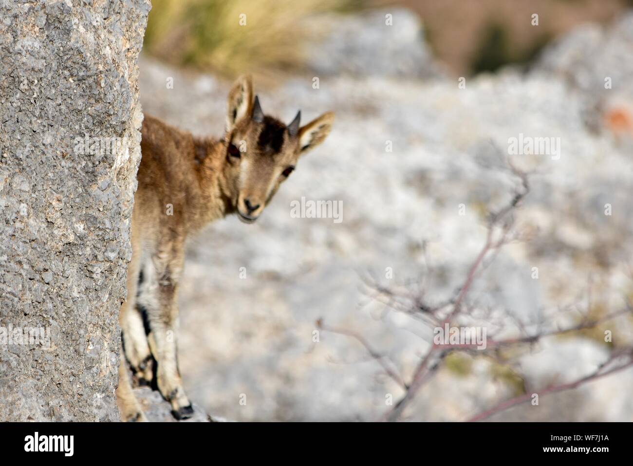 Goat wall hi-res stock photography and images - Alamy