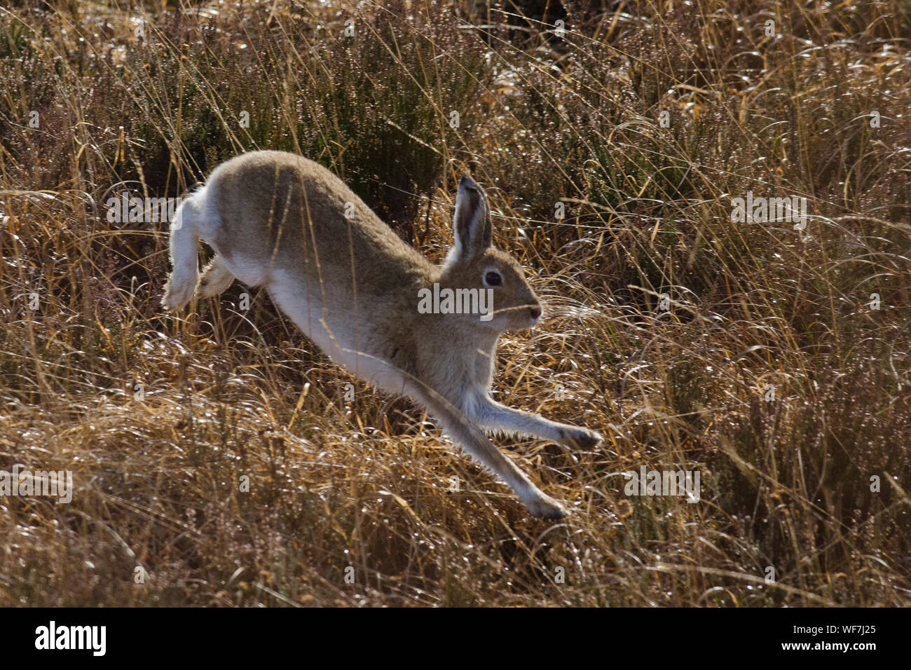 Hare running hi-res stock photography and images - Alamy