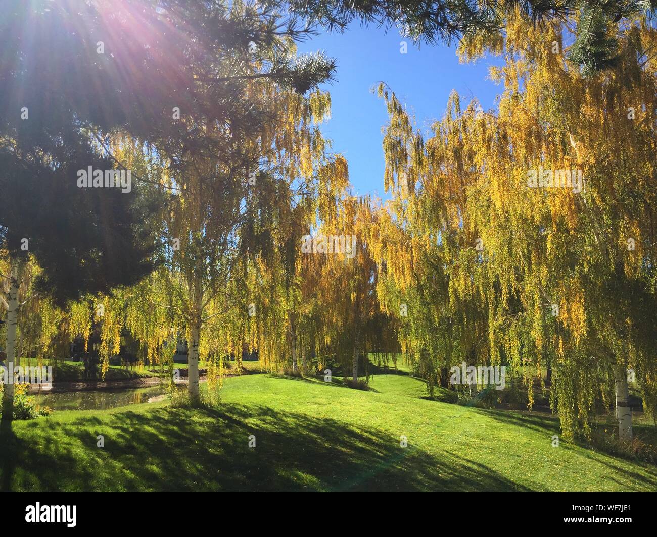 Weeping Willow Shadow High Resolution Stock Photography and Images - Alamy