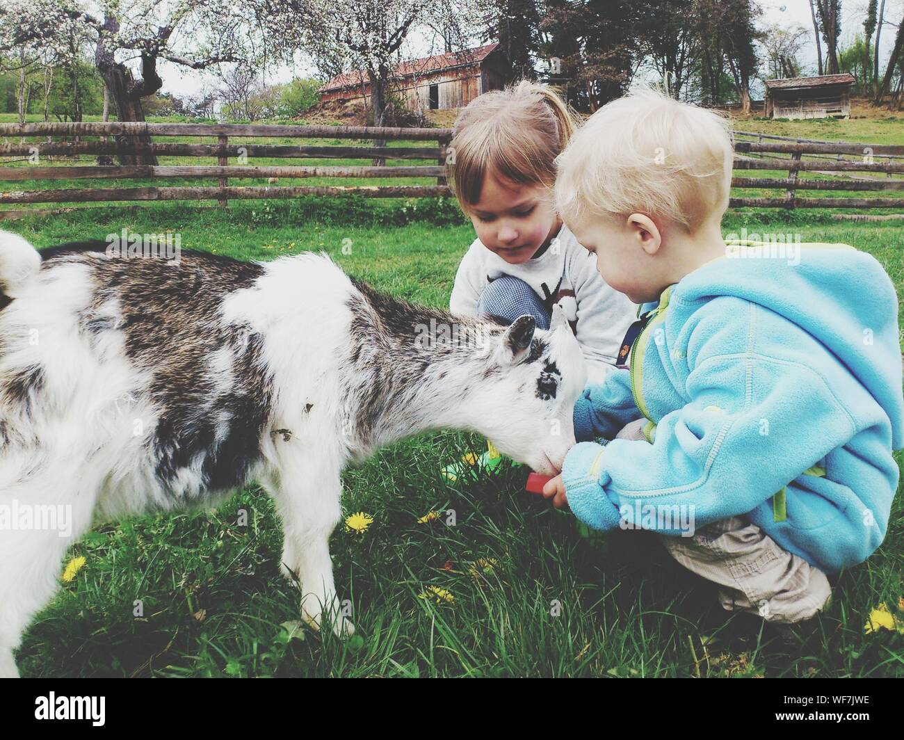 Two boys goat hi-res stock photography and images - Alamy