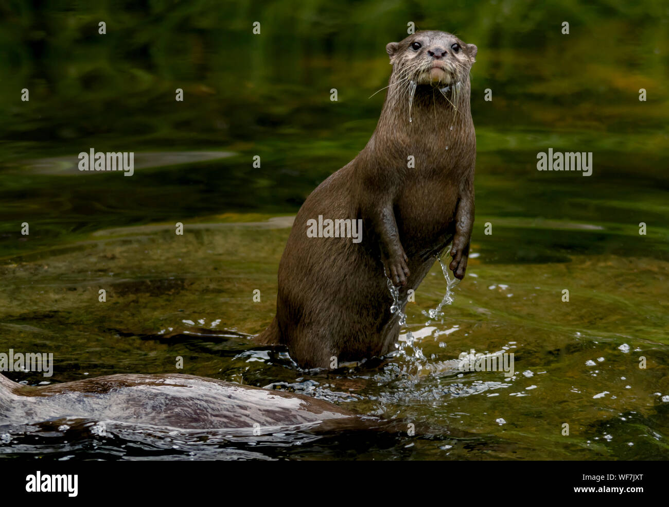 Wet Otter High Resolution Stock Photography and Images - Alamy