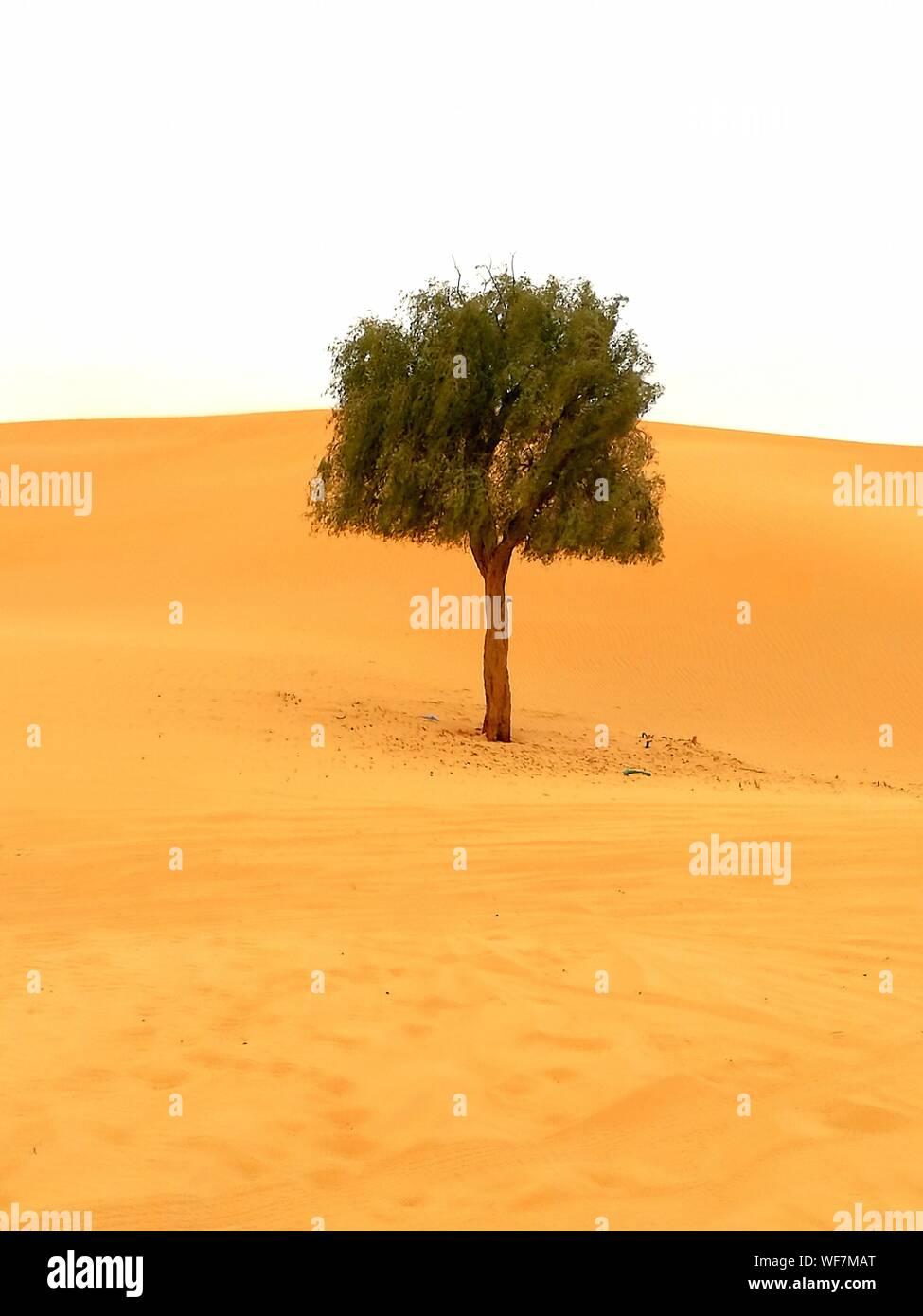 Single tree on sand dune hi-res stock photography and images - Alamy