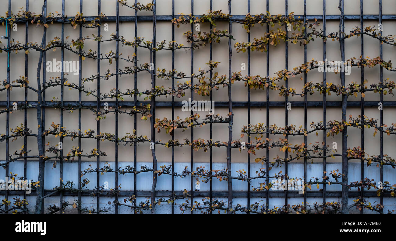 Plats wall garden hi-res stock photography and images - Alamy