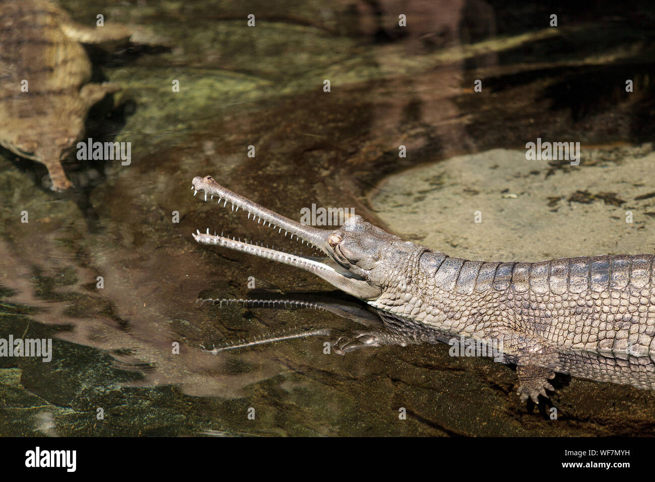 Gharial swimming hi-res stock photography and images - Alamy