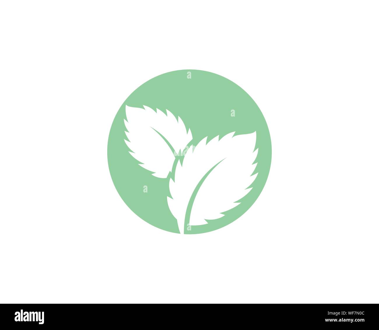 Spearmint green mint mentha Stock Vector Images - Alamy