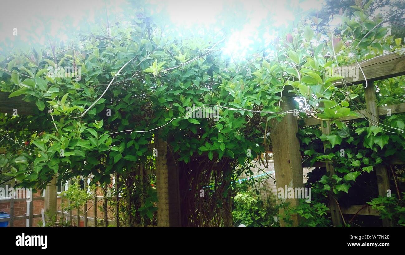 Overgrown fence hi-res stock photography and images - Alamy