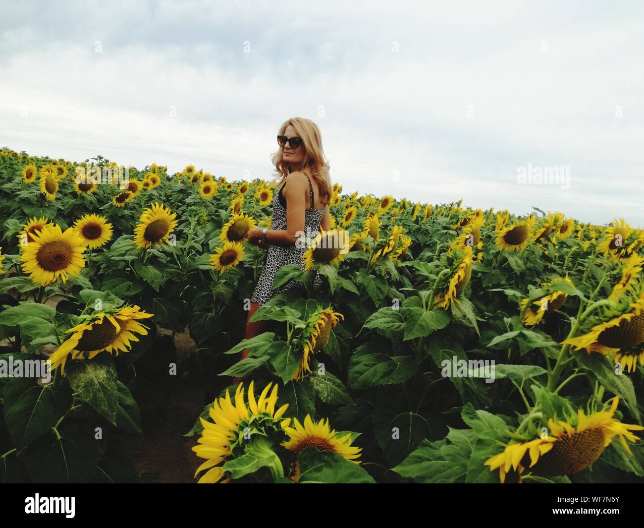 Side view sunflower head hi-res stock photography and images - Alamy