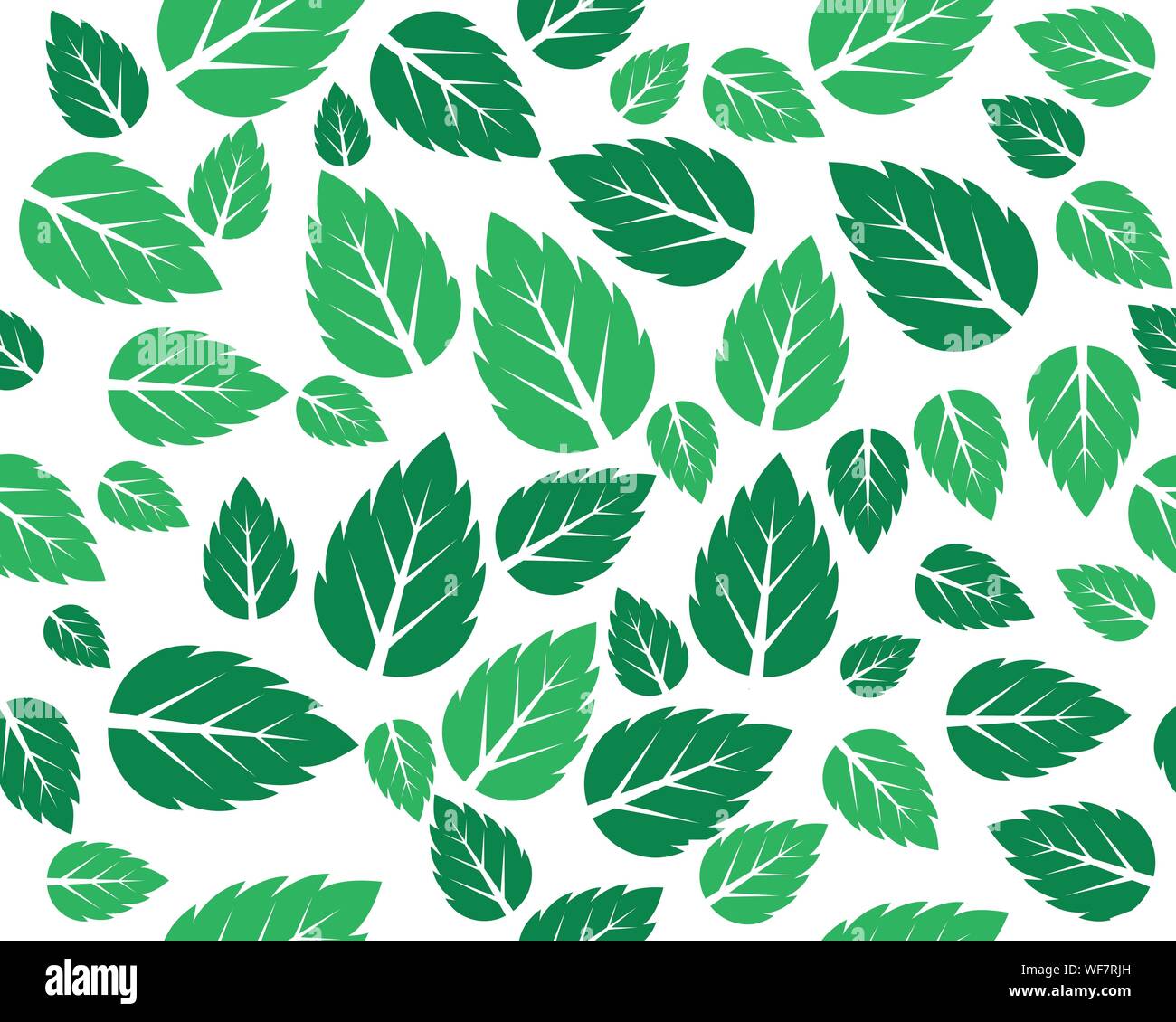 Mint leaves vector vectors hi-res stock photography and images - Alamy