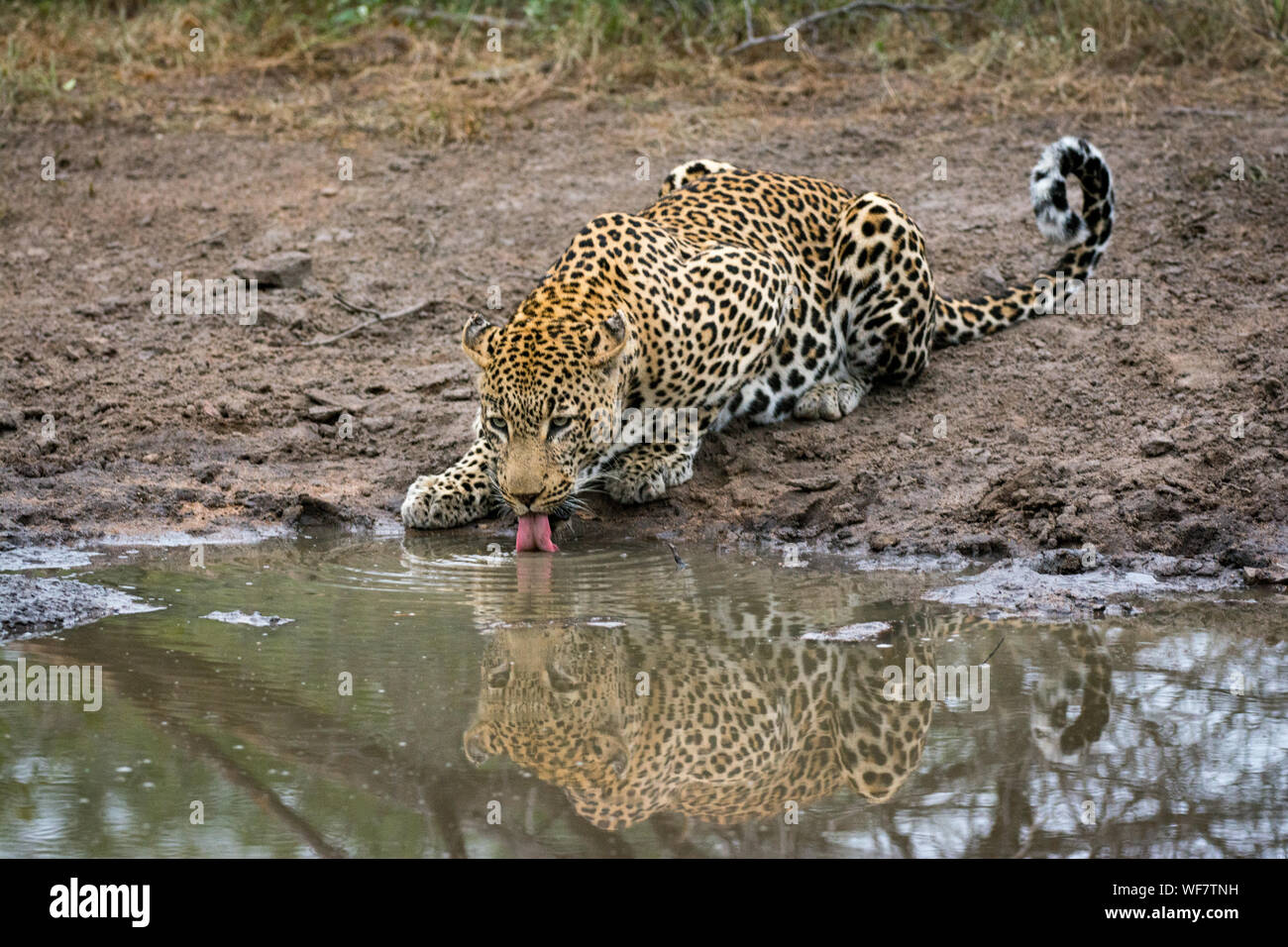 Leopard drinking water hi-res stock photography and images - Alamy