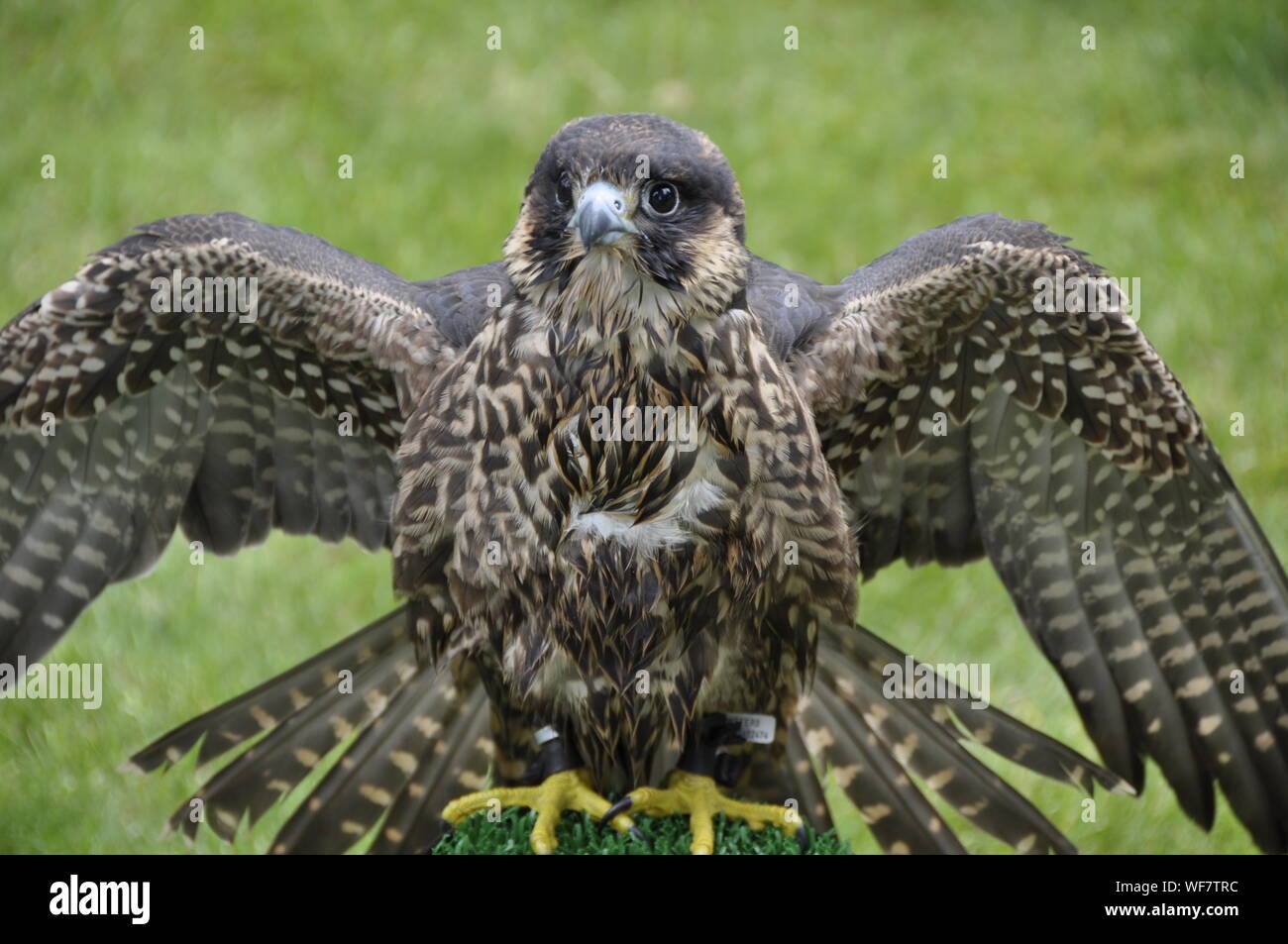 Peregrine falcon looking up hi-res stock photography and images - Alamy