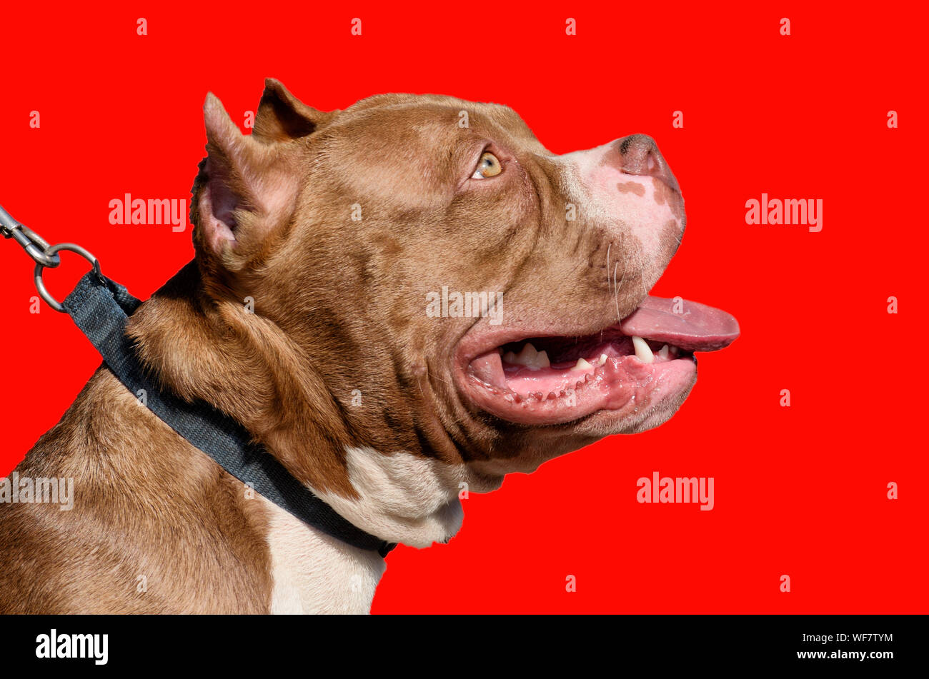 Pit bull is a service breed of dog.This is a strong and hardy dog Stock ...