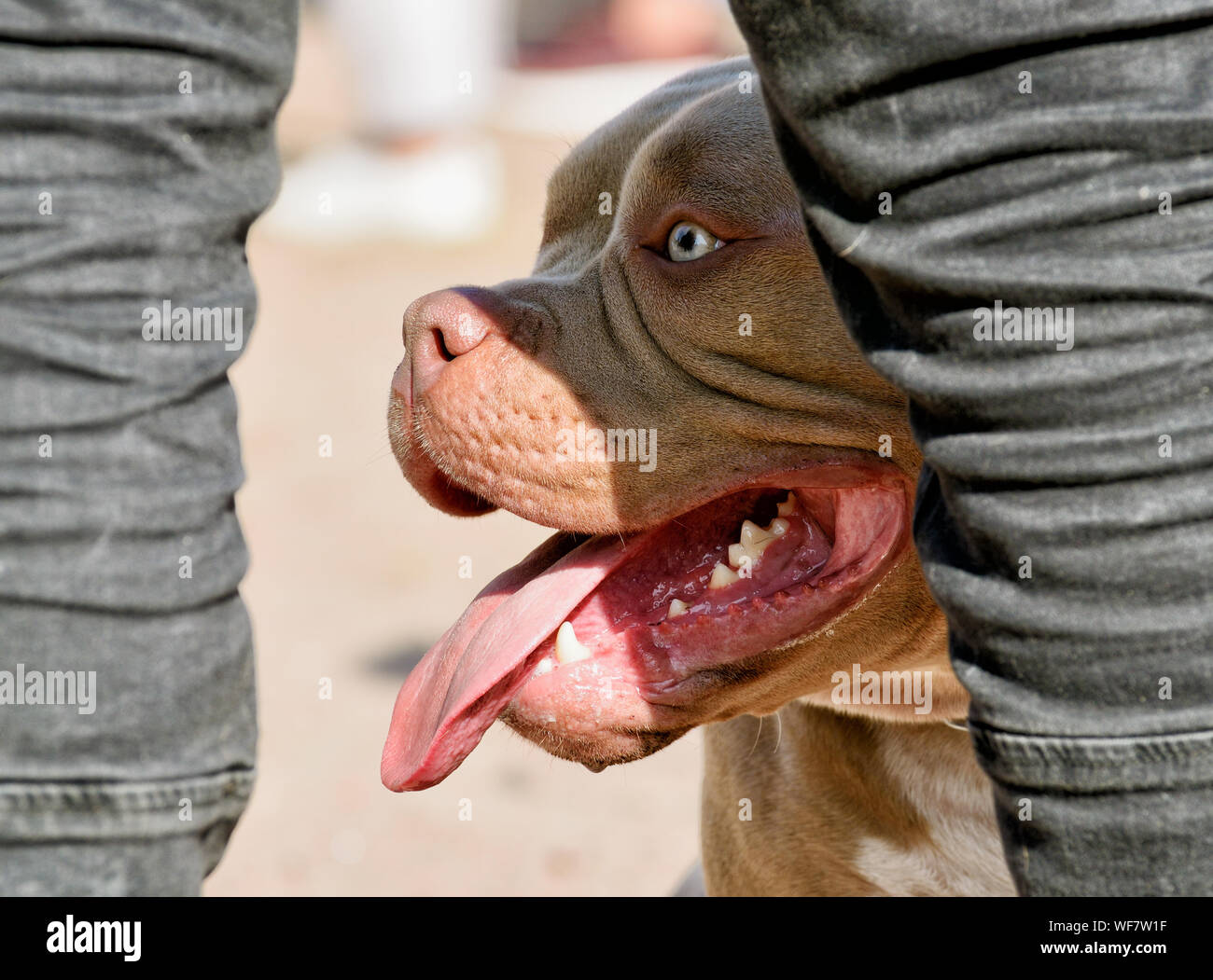 Pit bull is a service breed of dog.This is a strong and hardy dog Stock ...