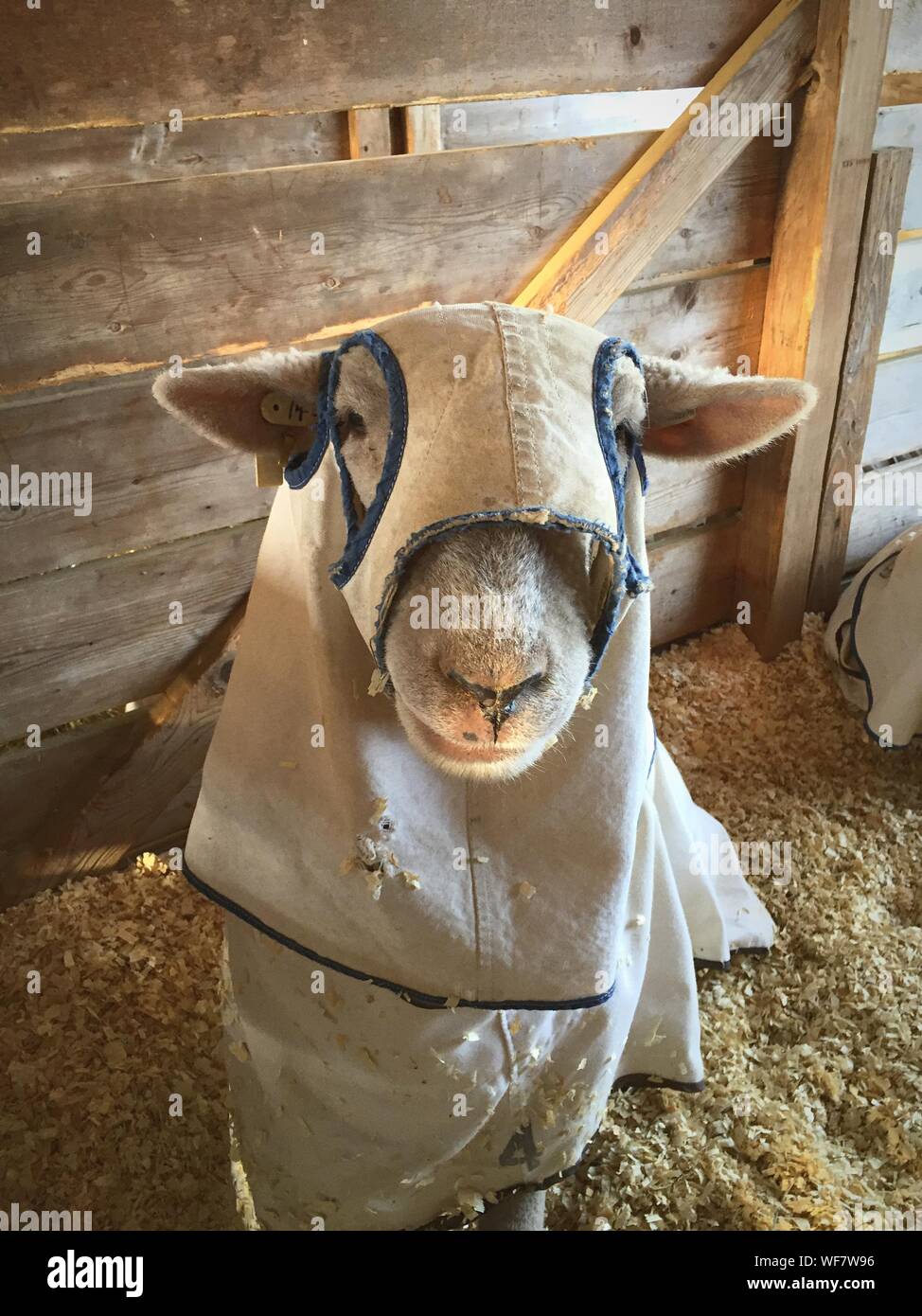 Sheep wearing hood hi-res stock photography and images - Alamy