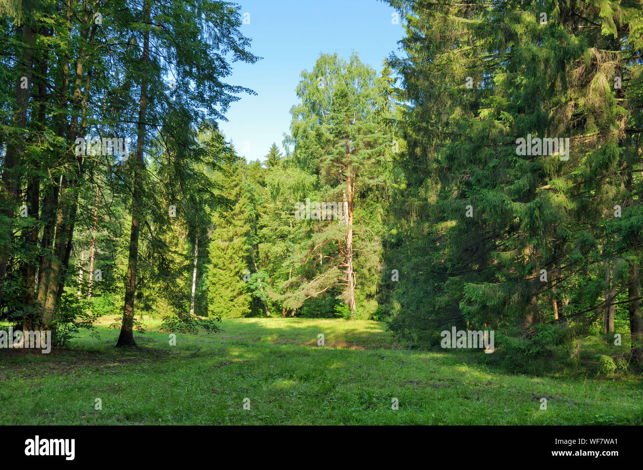 Beautiful forest landscape.Around the green meadows bloom, trees grow ...