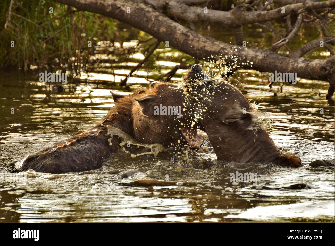 Fighting hyenas hi-res stock photography and images - Alamy