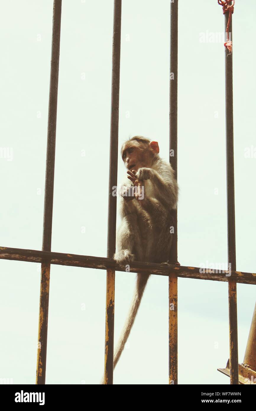 The monkey gate hi-res stock photography and images - Alamy