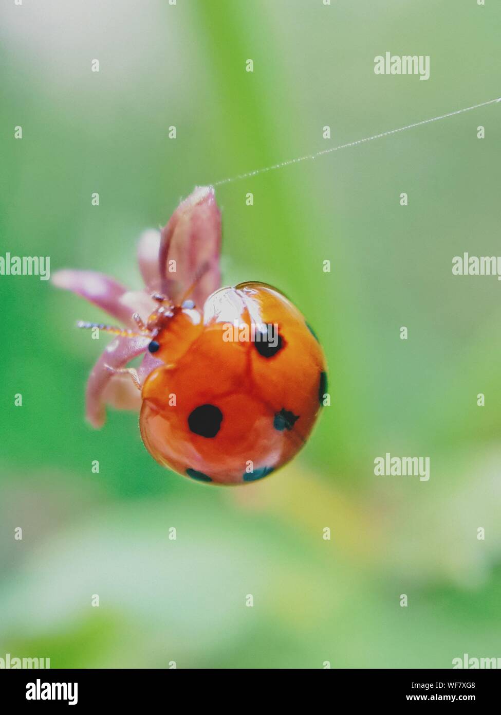 Ladybug antenna hi-res stock photography and images - Alamy