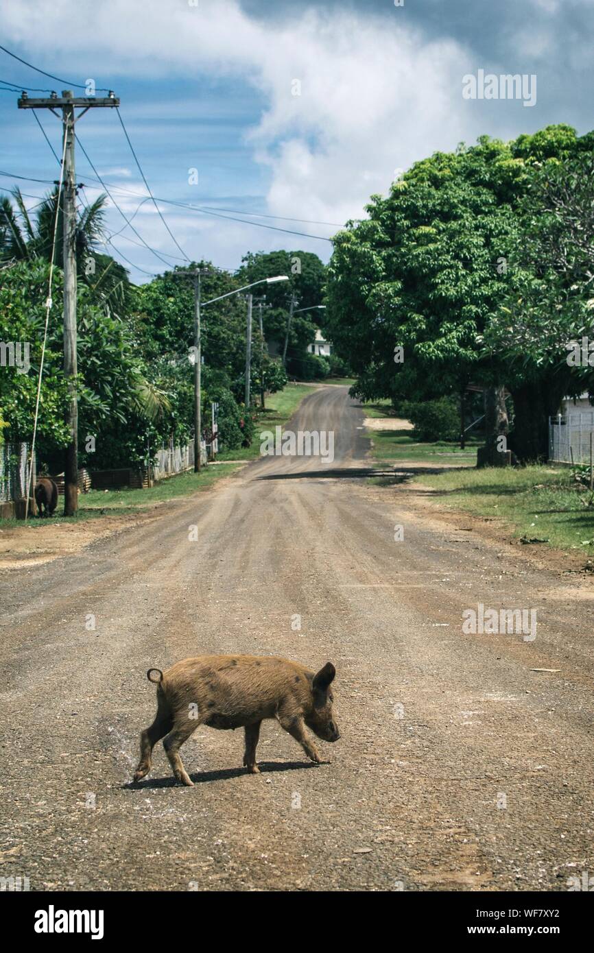 Side View Of Wild Boar Walking On Road Stock Photo - Alamy