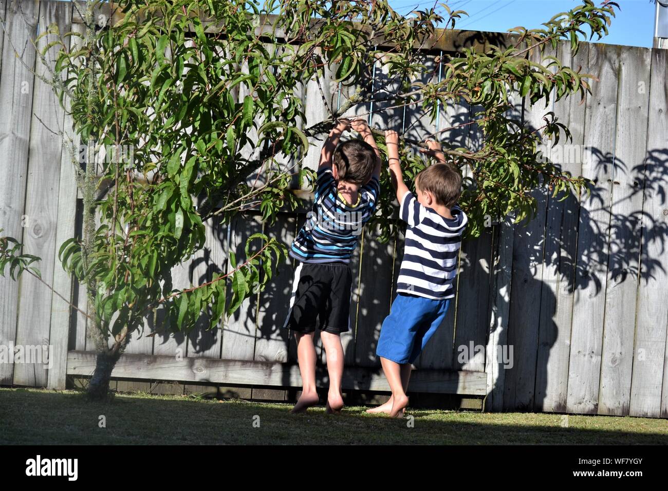 Rear View Of Brothers Playing With Tree In Backyard Stock Photo - Alamy