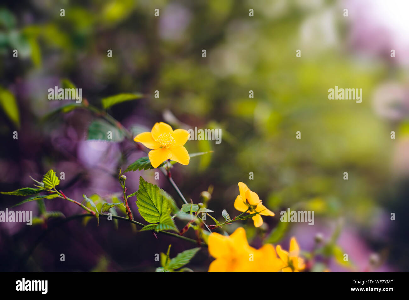 A blossom of Kerria Japonica, also known as Japanese marigold bush or ...